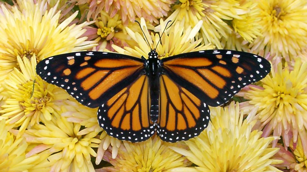 Butterflies use magnetic compass to fly across America - BBC News