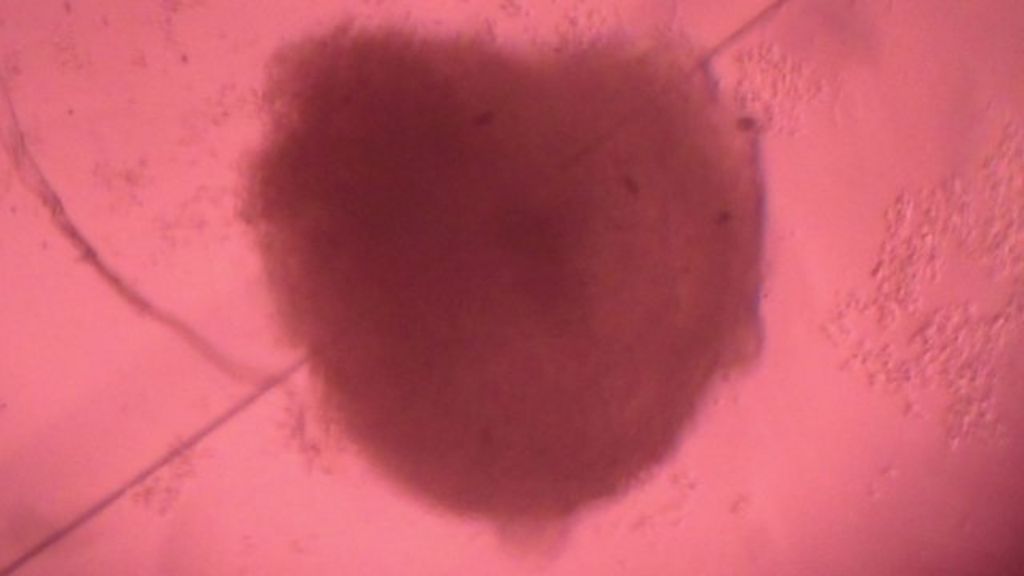 Miniature human heart created by scientists - BBC News
