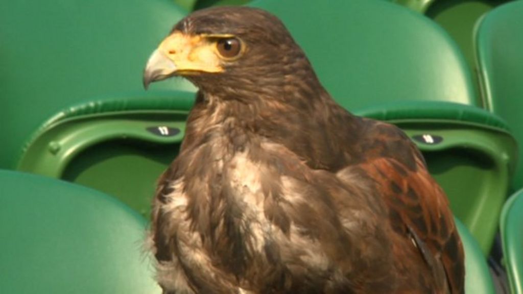 Ricky meets Rufus the hawk at Wimbledon - BBC Newsround
