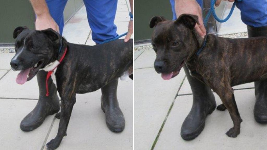 Staffordshire Bull Terriers attack man and woman in Thatcham - BBC News