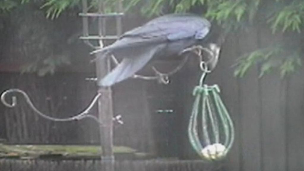 Clever bird behaviour survey starts - BBC News
