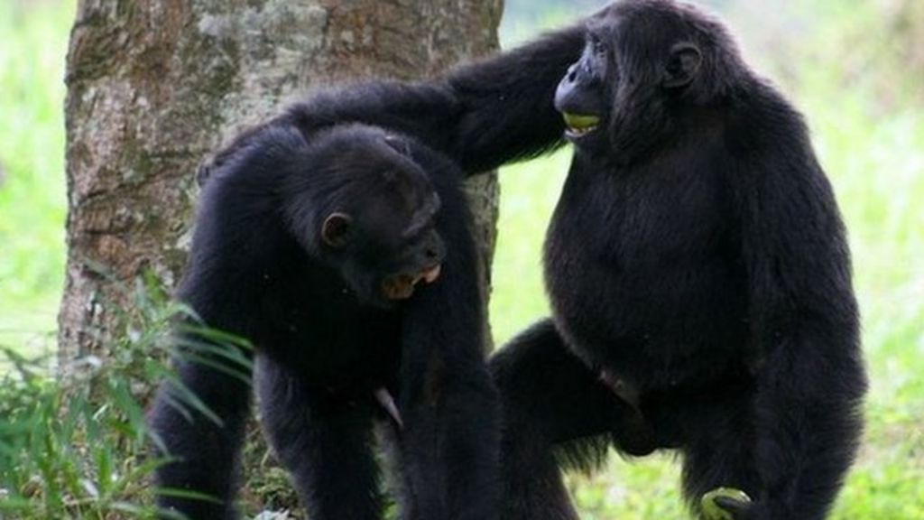 Chimpanzee gestures translated - BBC News