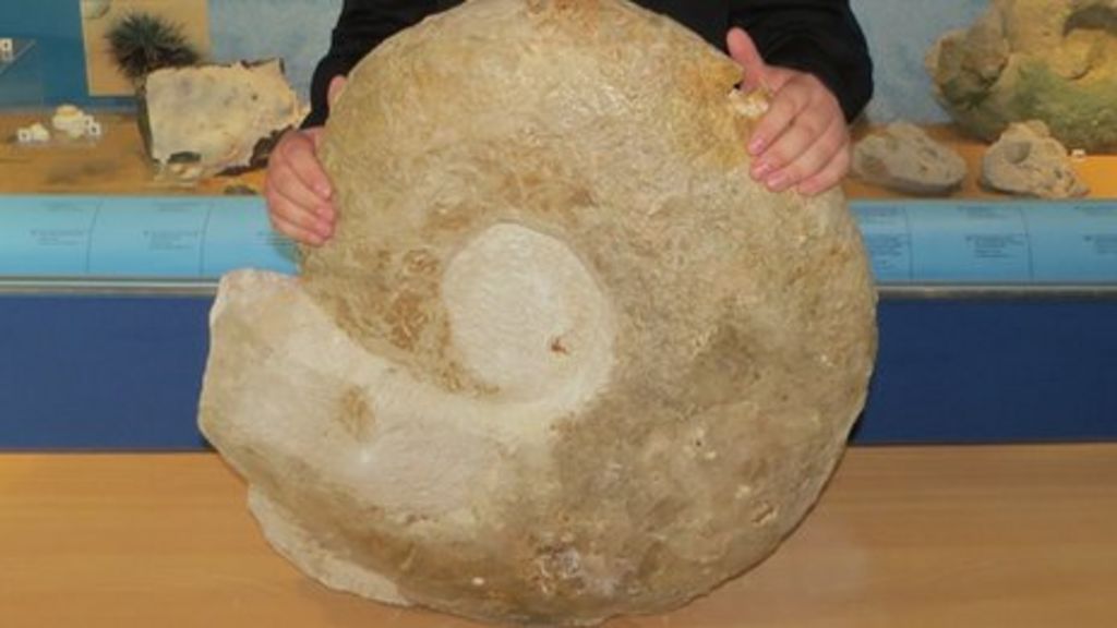 Giant ammonite goes on display on Isle of Wight - BBC News