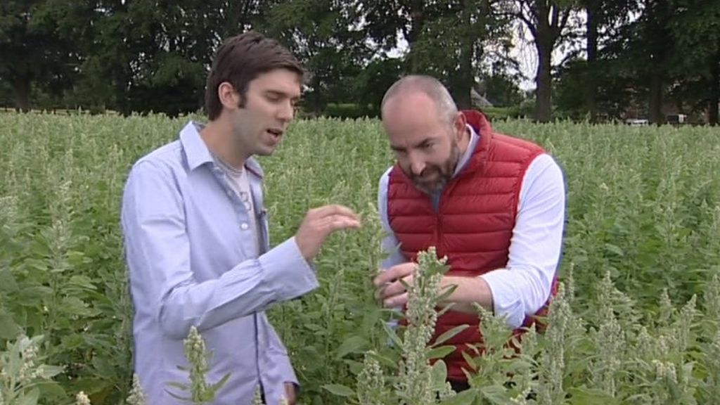 Ellesmere farm produces UK's first quinoa crop - BBC News
