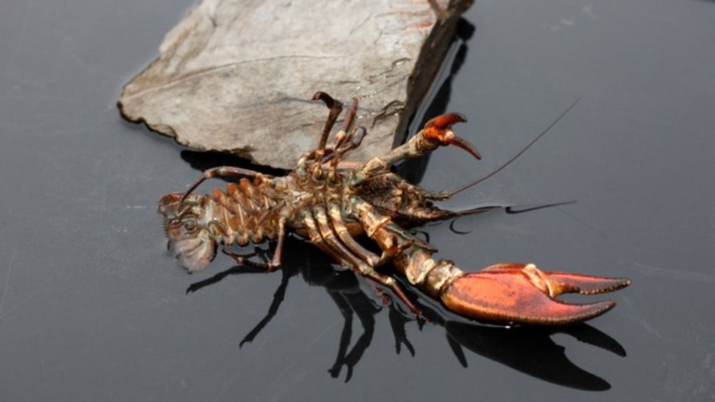 Loch Ken crayfish dangers explained - BBC News