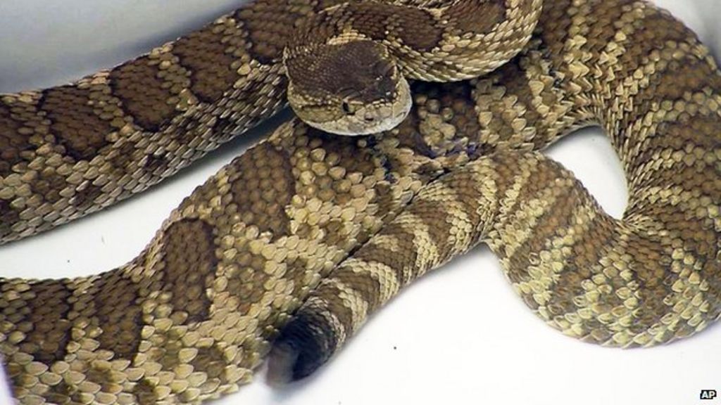 Minibus full of snakes, meerkats, spiders and birds of prey stolen ...