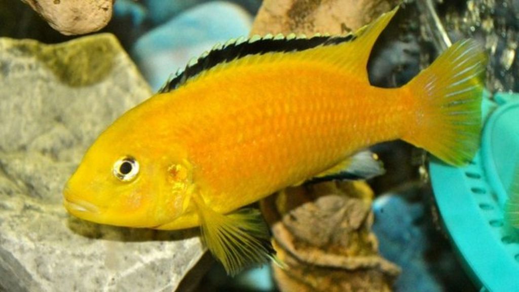 Fish may have longer memory than thought - BBC Newsround
