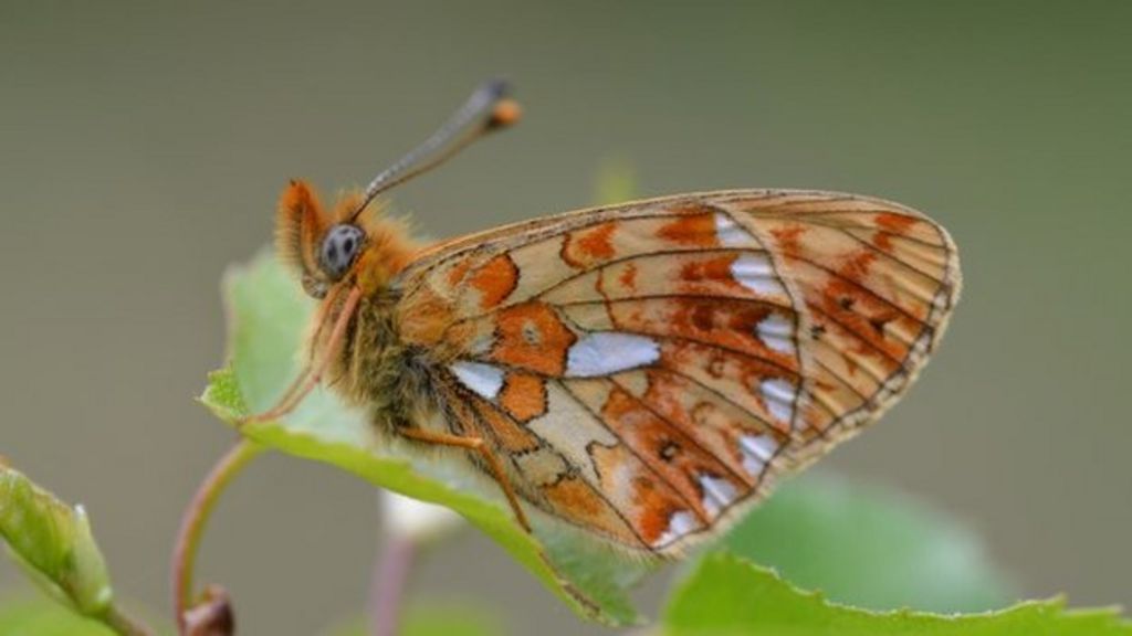 Rare butterflies have 'stronghold' at Marsland, Devon - BBC News