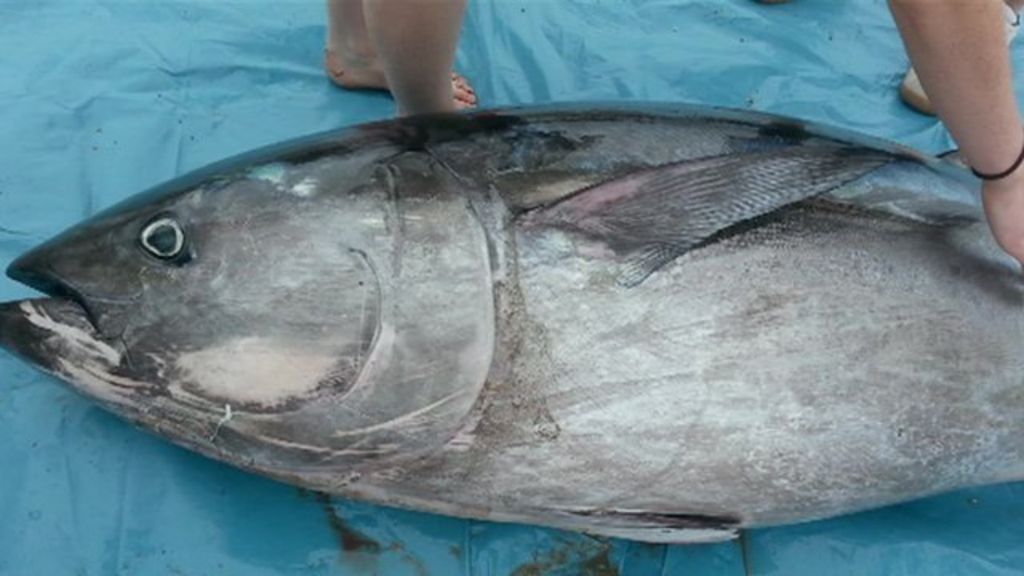 Rare bluefin tuna found in Cornwall - BBC News