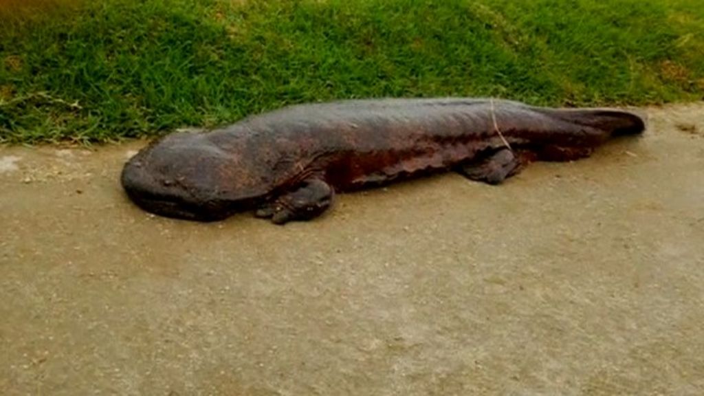 Giant salamander spotted on walk to school - BBC Newsround