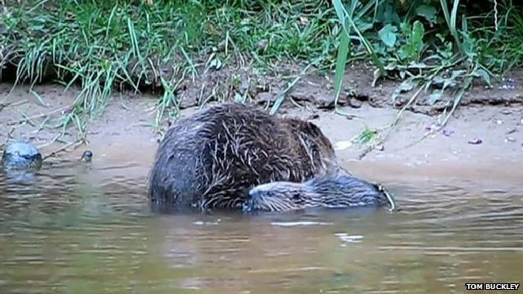 Wild beaver kits born in Devon's River Otter - BBC News