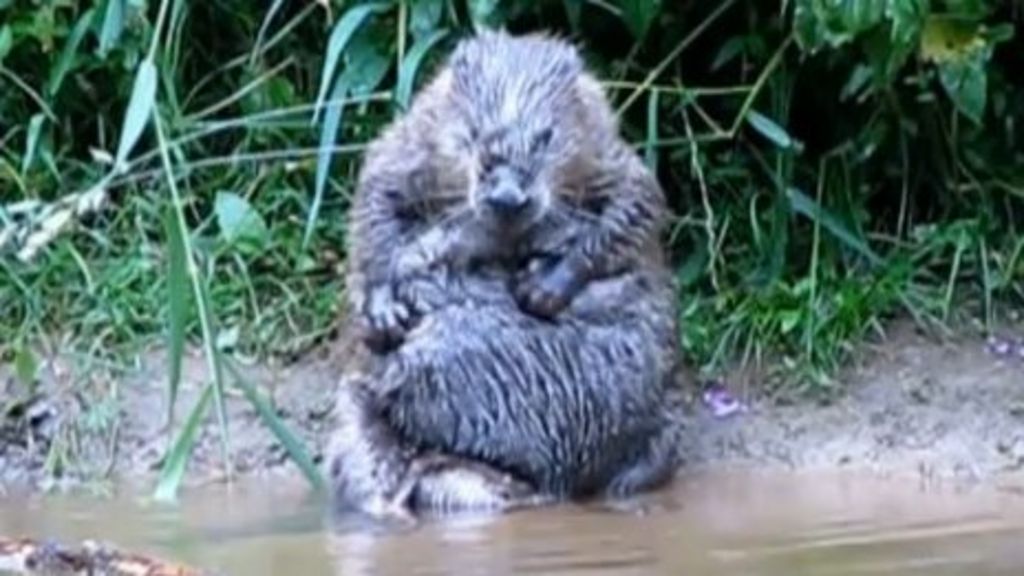 Young wild beavers filmed in Devon's River Otter - BBC News