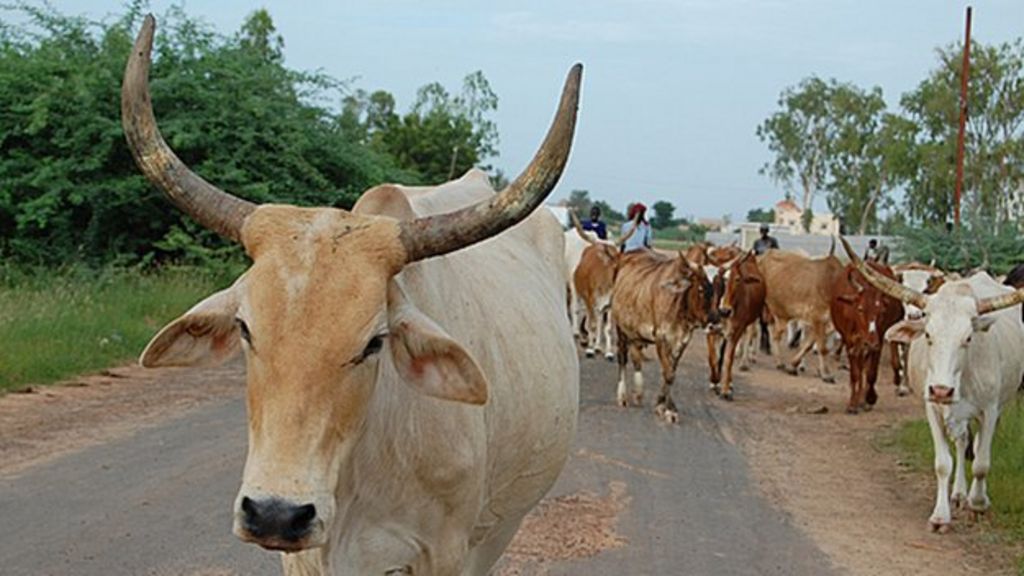 Thwarting Senegal’s cattle rustlers using mobile phones - BBC News