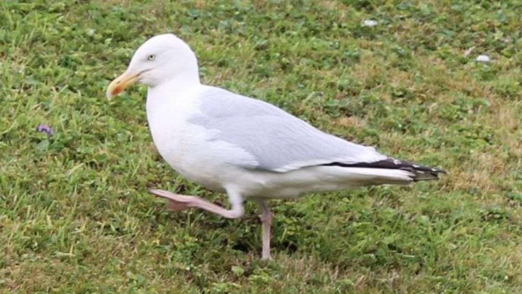 Seagull-proof sack call to avoid 'annual menace' - BBC News