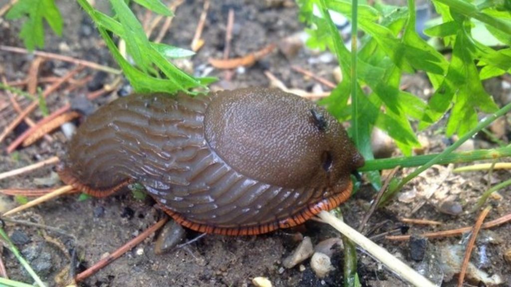 Warm weather boosts slug numbers - BBC News