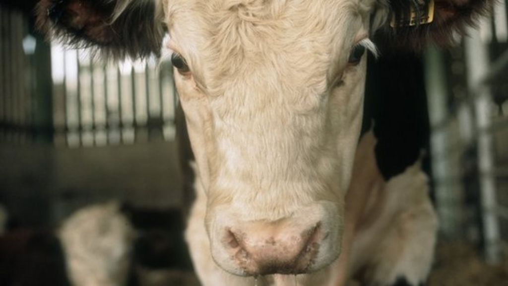'Unpredictable' bull on the loose in Cambridgeshire - BBC News