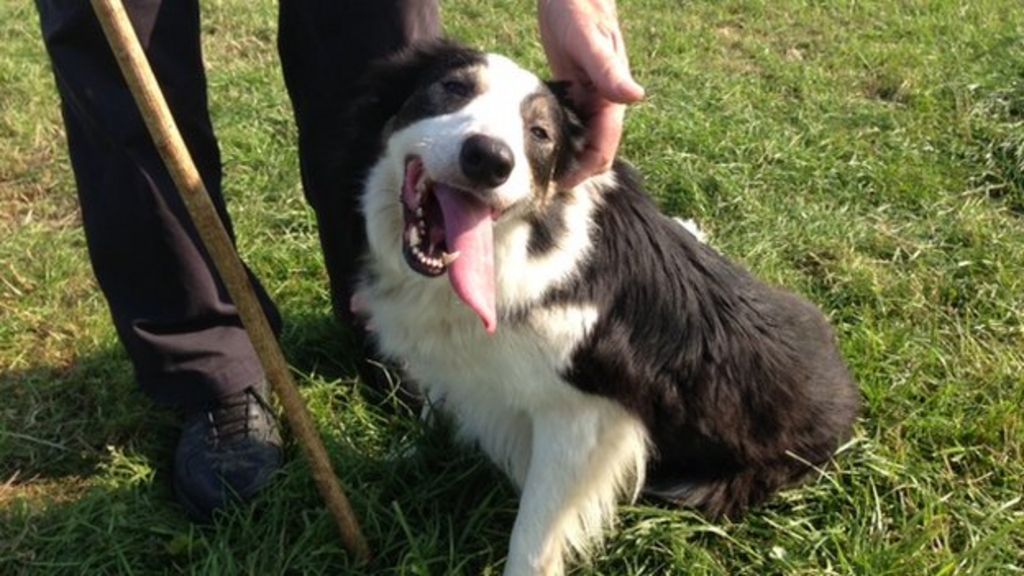 Irish National Sheep-dog Trials take place in County Donegal - BBC News