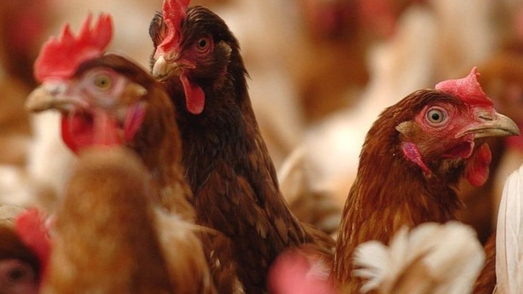 Chicken factories given all-clear in hygiene audits - BBC News
