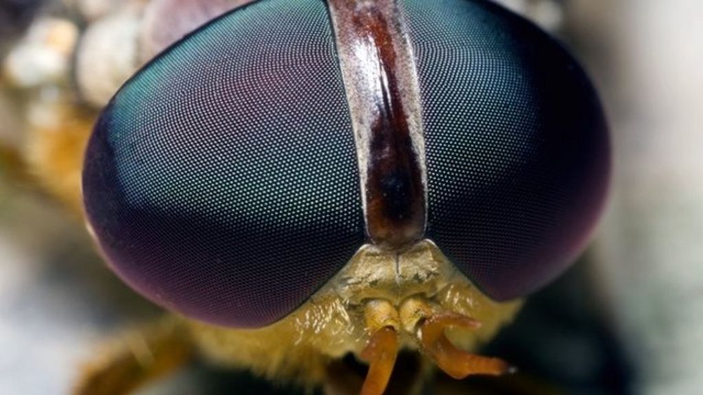 Muggy summer sees increase in insect bites - BBC News