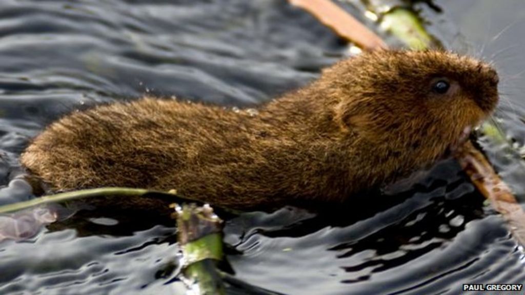 Water voles to be released in Pembrey to boost survival chances - BBC News