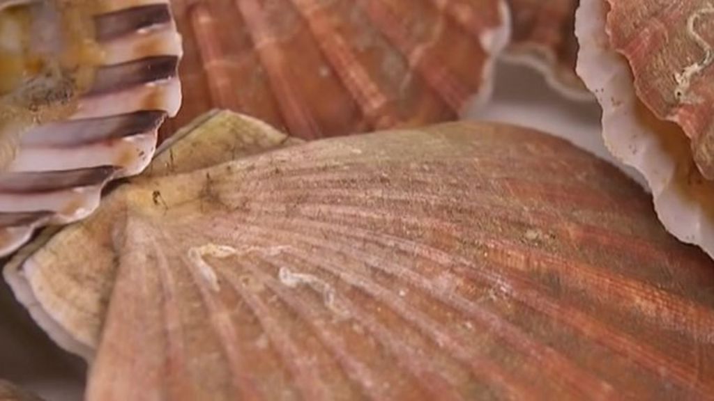 Dorset shellfish 'have dangerous toxins' - BBC News
