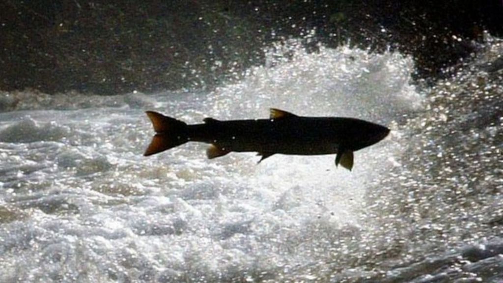 High-speed salmon cannon revealed - BBC Newsround