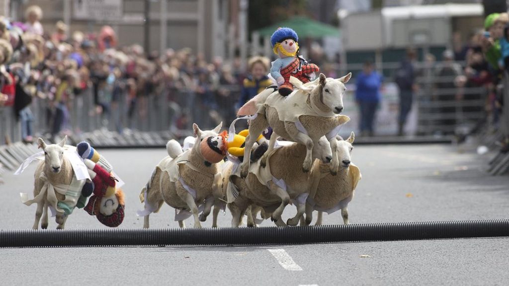 In pictures: Moffat sheep races - BBC News