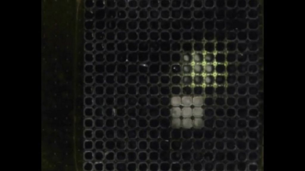 Bio-inspired camouflage design - BBC News