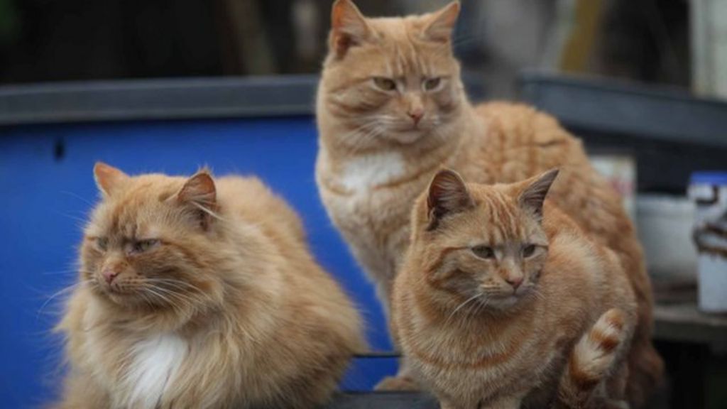 Cats uncovered: Catching prey - BBC News