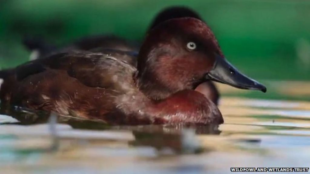 Madagascar pochard, world's rarest bird, needs new home - BBC News