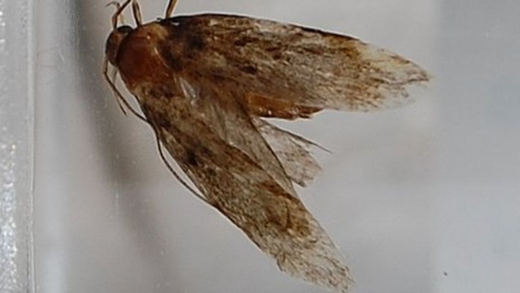 'Moth stuck in my ear for 48 hours' - BBC News