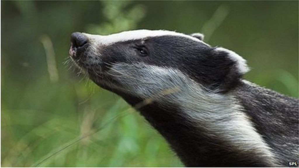 Badger cull targets announced for Gloucestershire and Somerset - BBC News