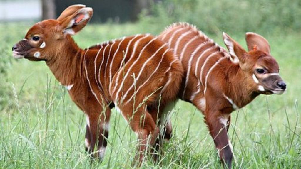 Woburn Safari Park celebrates rare bongo antelopes' birth - BBC News