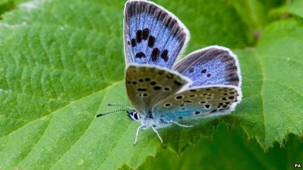 Rare butterfly hopes for new Cotswold nature reserve - BBC News