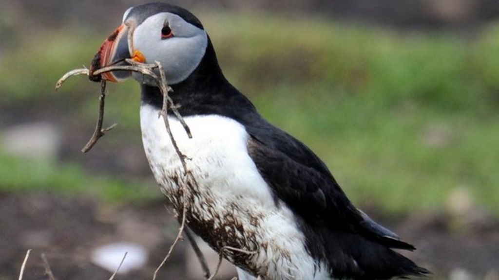 Puffins face weather and human threat says National Trust - BBC News