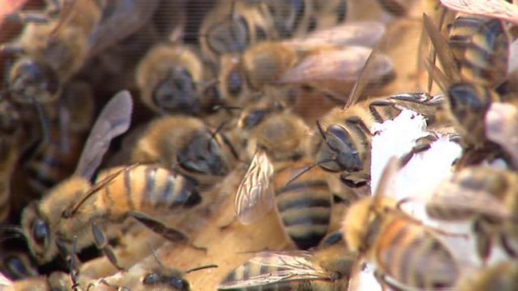120,000 bees move into Glasgow City Chambers - BBC News
