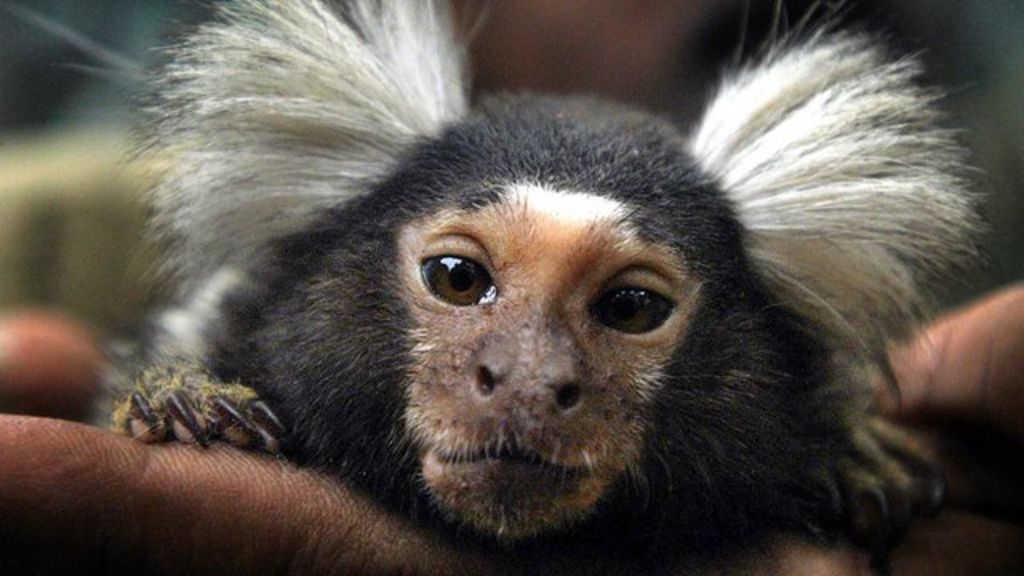 RSPCA wants primate pet ban - BBC Newsround
