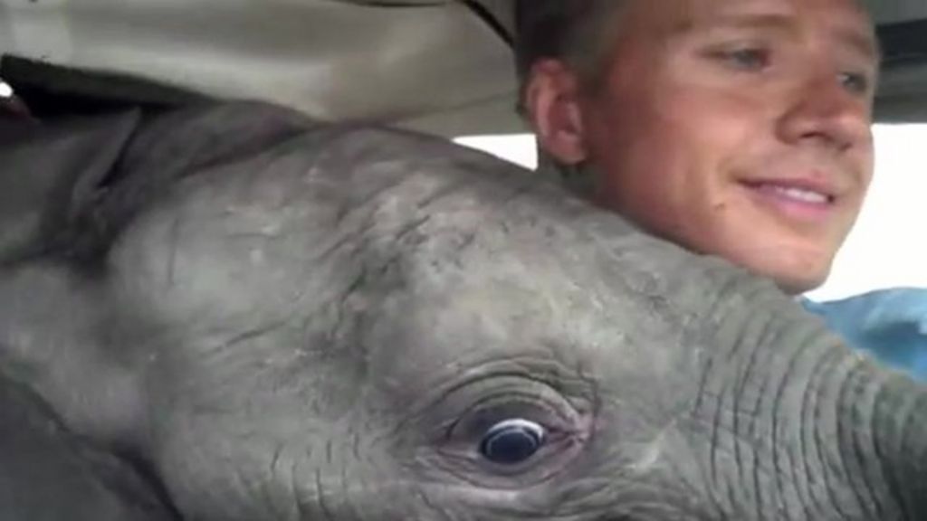 Baby elephant's flight in four-seater plane - BBC News