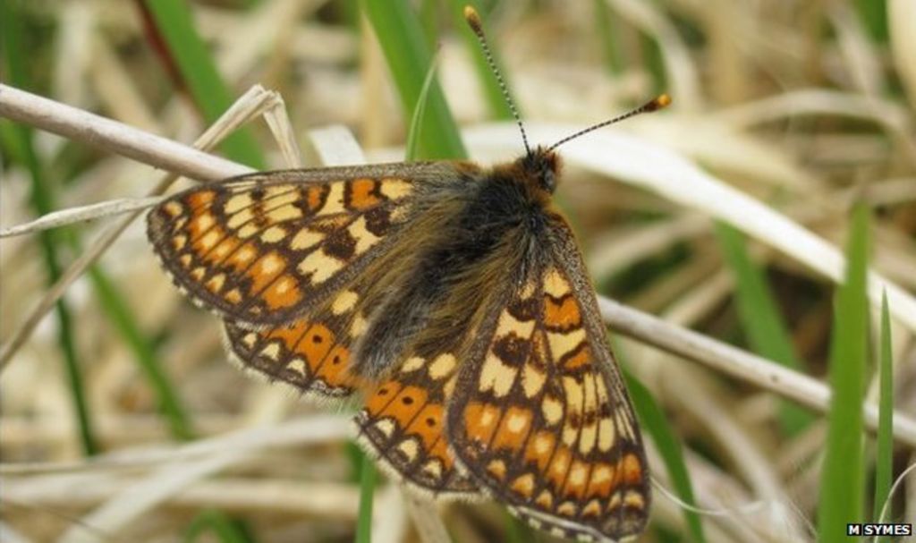 Rare marsh fritillary butterfly found at new Devon sites - BBC News