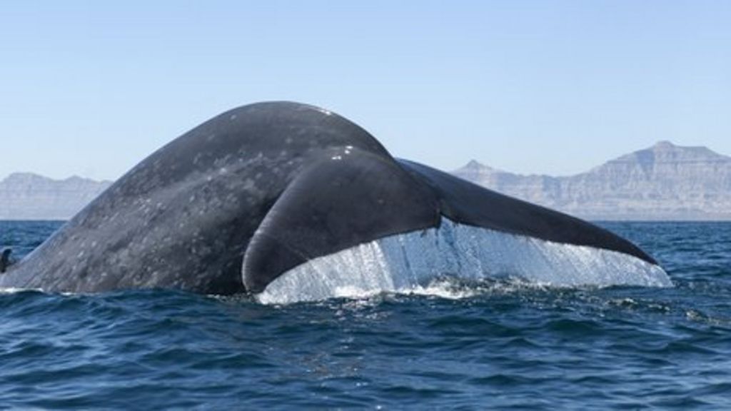 California blue whales bounce back to near historic numbers - BBC News
