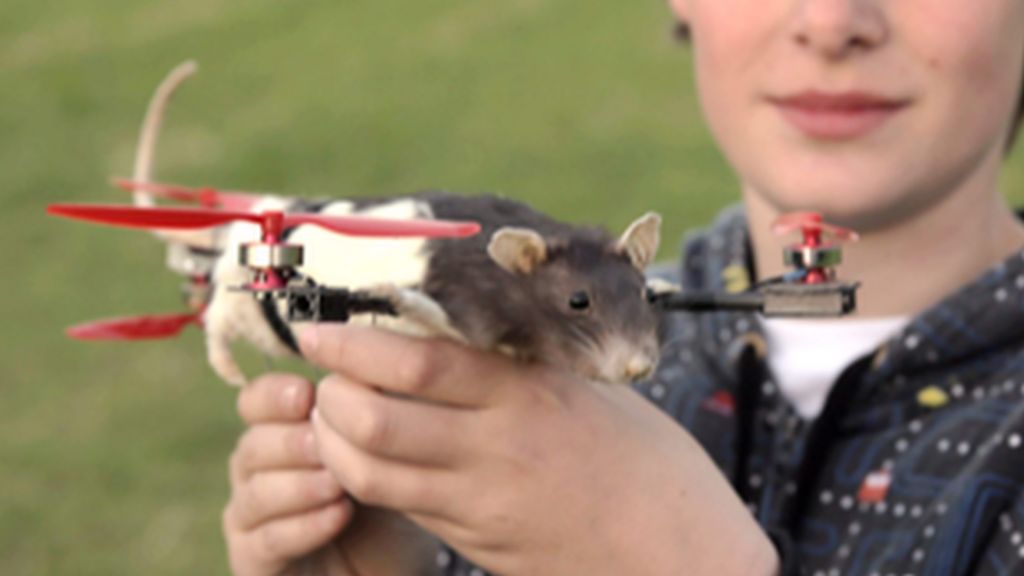 Dutch boy turns his dead rat into flying rodent - BBC News