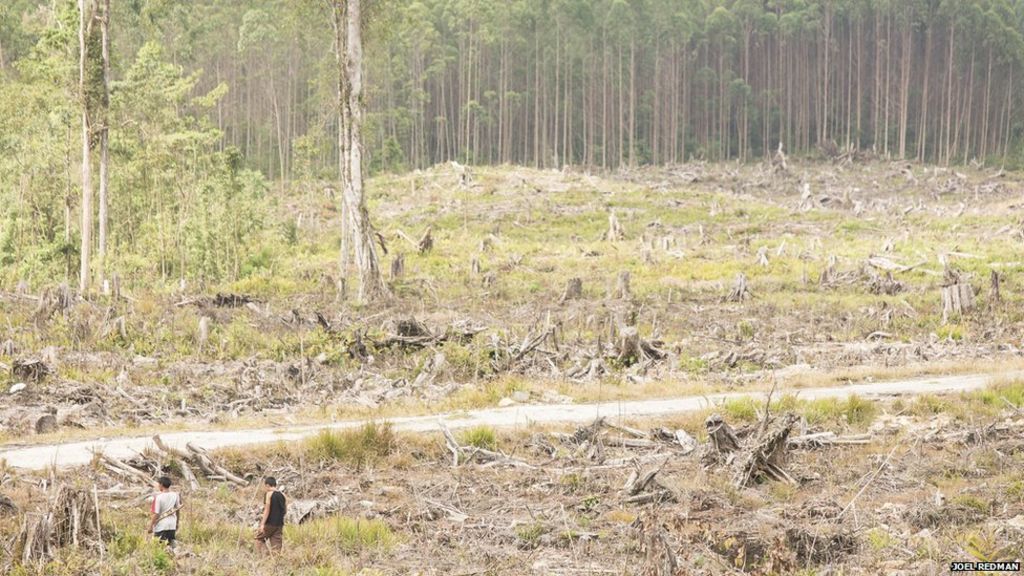 Demand for agricultural products drives 'shock' tree loss in tropical ...