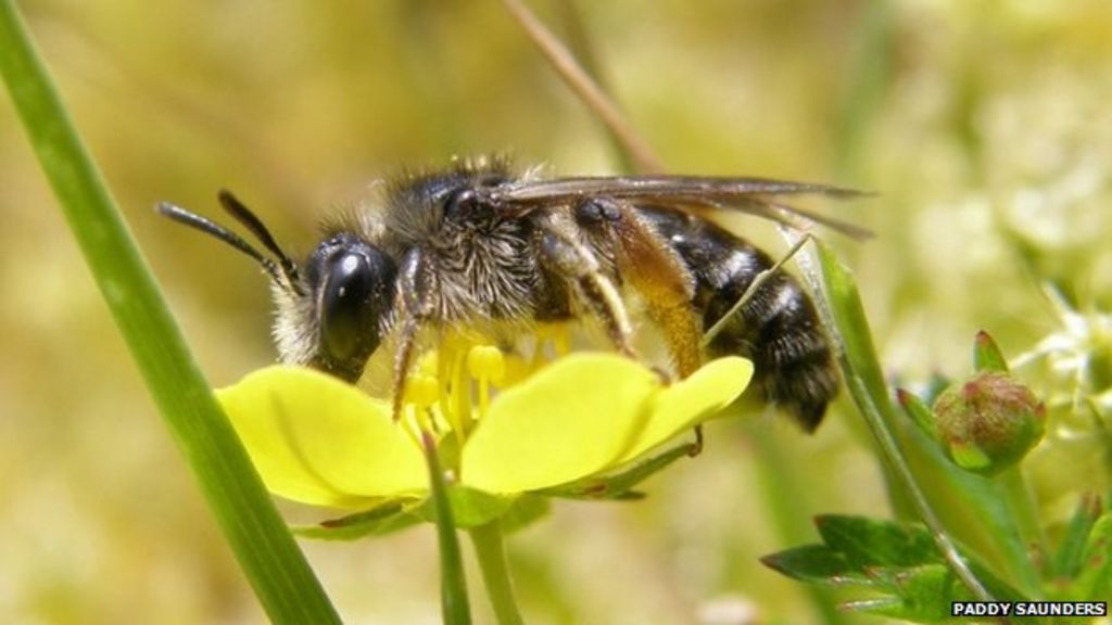 Two rare bee species discovered on Cornwall nature reserve - BBC News