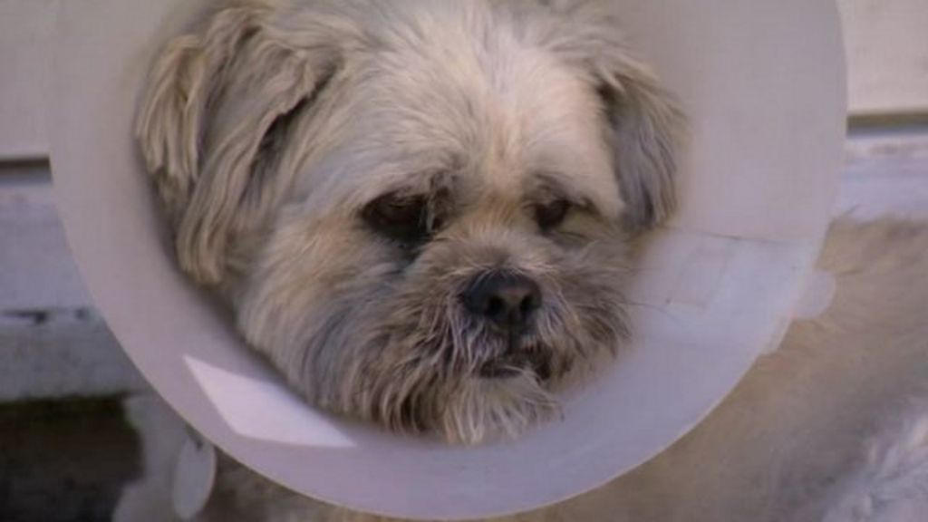 Dog burned after acid attack in Newcastle, County Down - BBC News