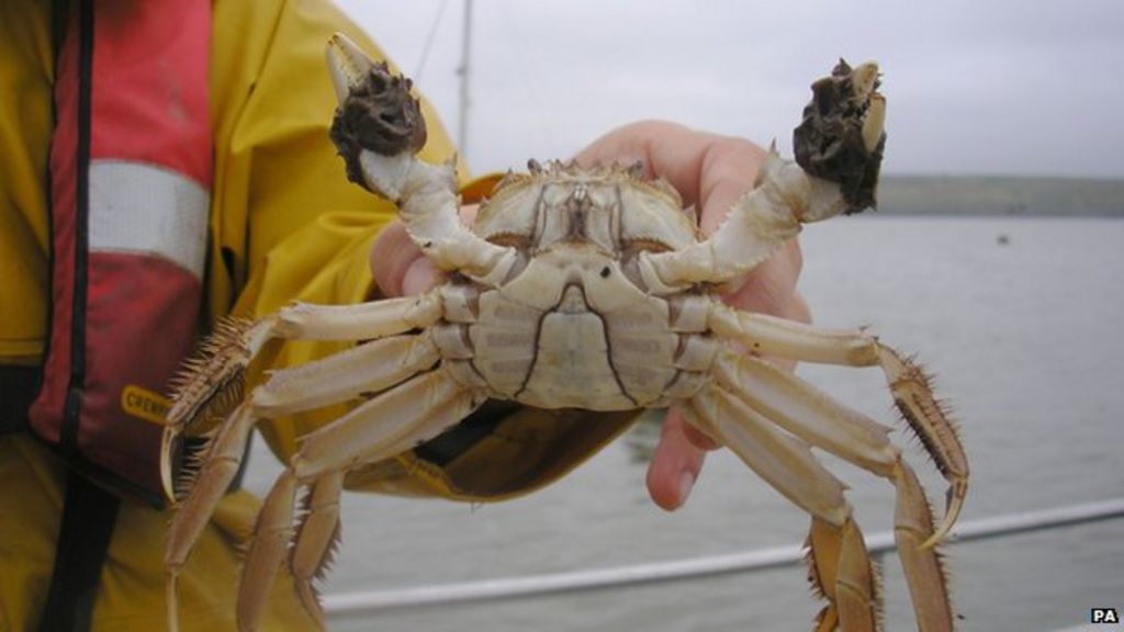'Hairy crab' threat to Scottish fish - BBC News 'Hairy crab' threat to Scottish fish - BBC News
