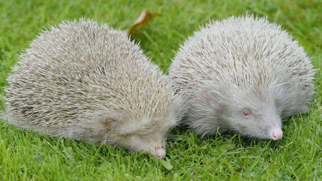 Albino hedgehogs rescued in Northumberland - BBC News