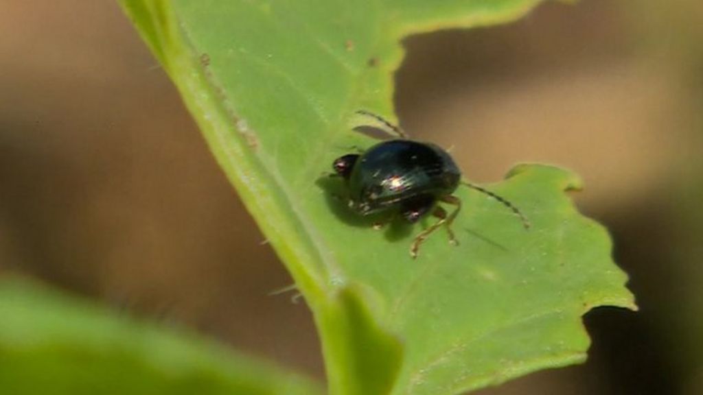 Surge in flea beetles as bee pesticide ban takes effect - BBC News