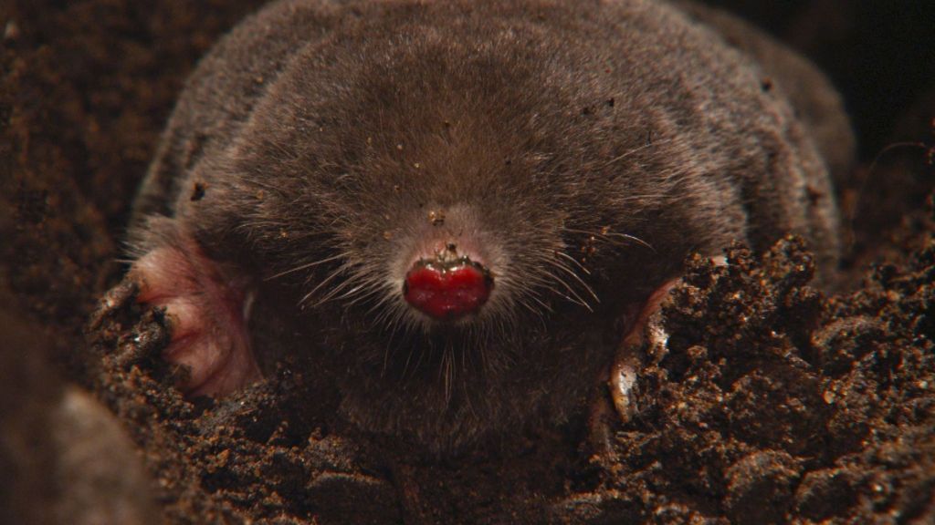 Mole increase in South East due to 'flooding' - BBC News