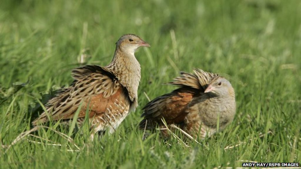 Best corncrake season in at least 45 years, says RSPB - BBC News
