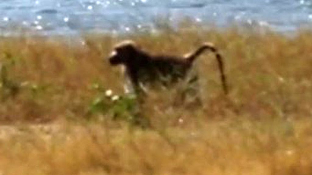 The marooned baboon: Africa's loneliest monkey - BBC News